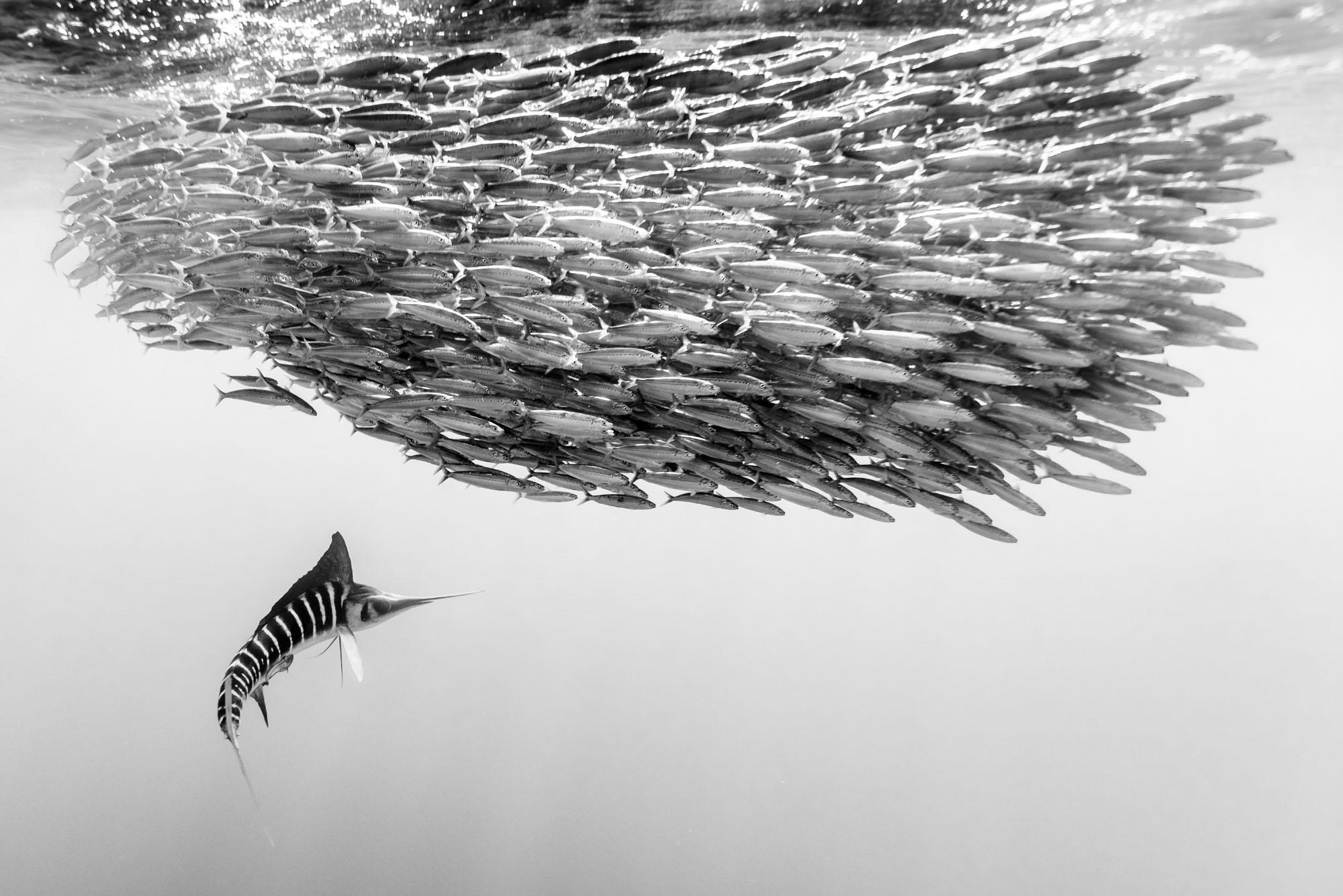 Sony World Photography Awards 2019: vincitori e finalisti - Foto Tgcom24