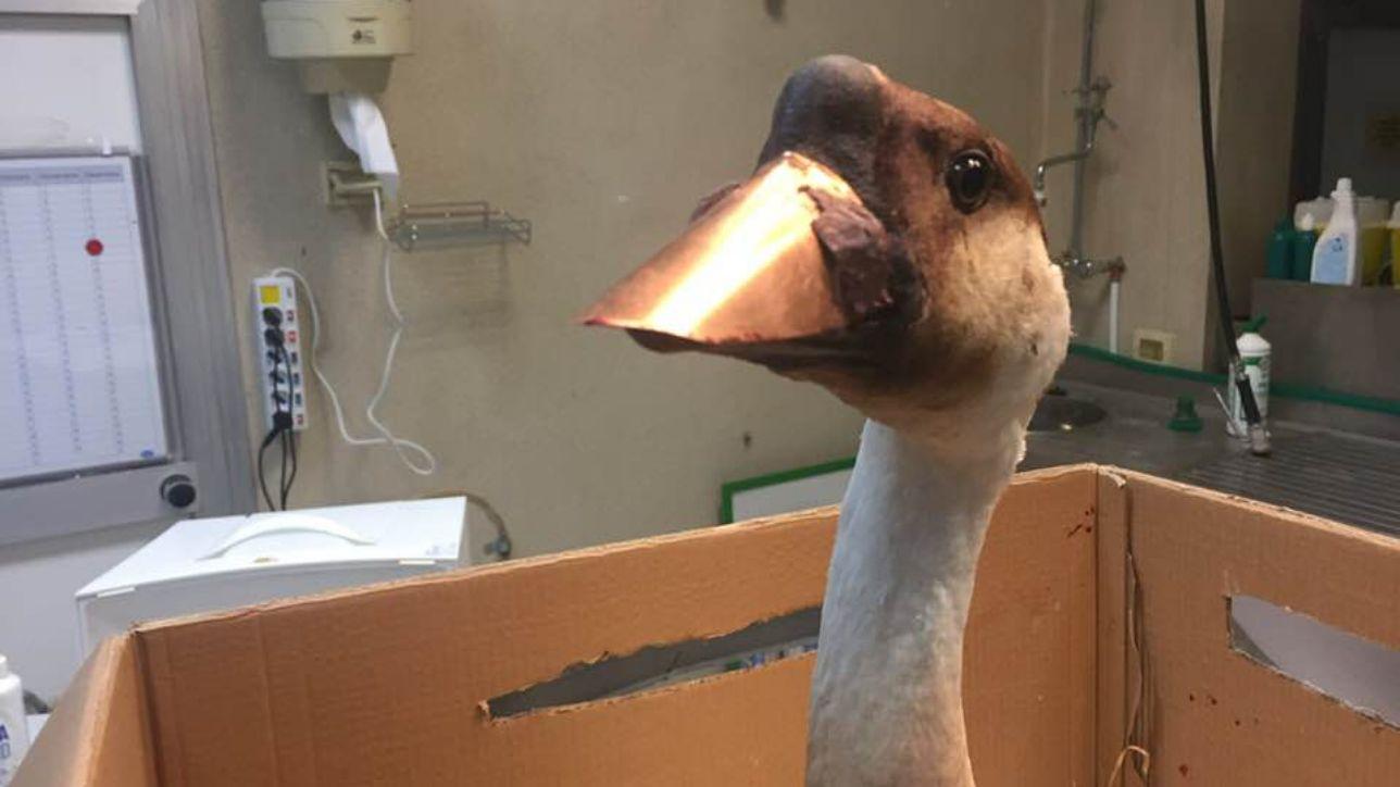 Ecco Azzurra, l'oca dal becco di rame - Tgcom24